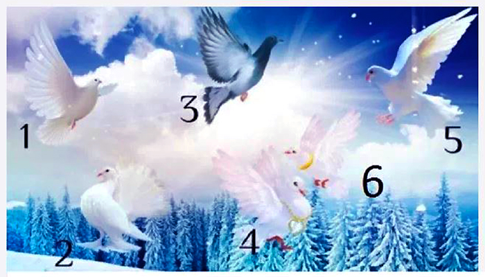 Test: Odaberite goluba i saznajte vijesti koje donosi o vašoj budućnosti